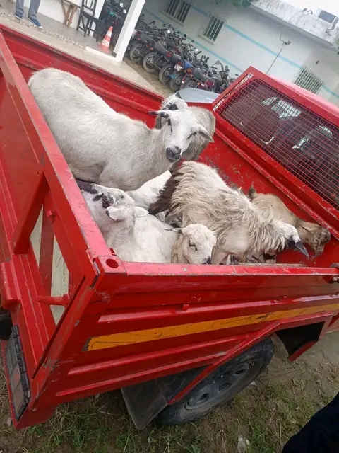 Une dizaine d’animaux convoyés à la prison civile de Cotonou - 24 ... Une dizaine d’animaux convoyés à la prison civile de Cotonou - 24 ...